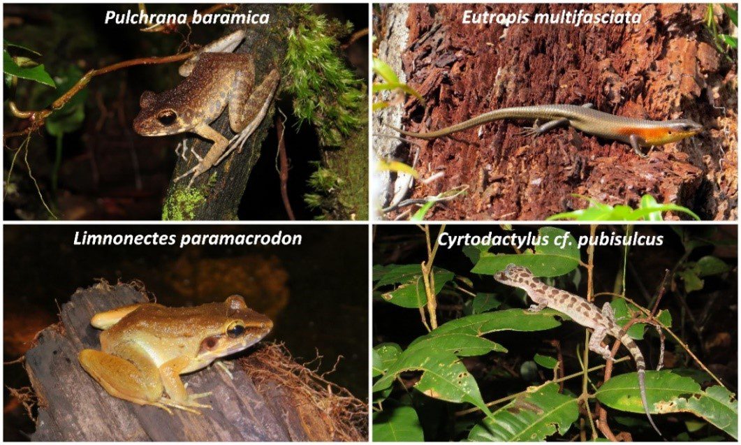 Menjumpai Herpetofauna di Hutan Rawa Gambut LAHG CIMTROP – Laboratorium ...