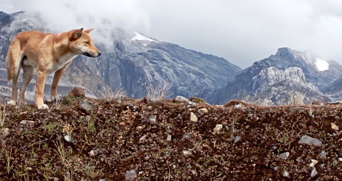 Lolongan New Guinea Singing Dog Meminta Perhatian Upaya Konservasi ...